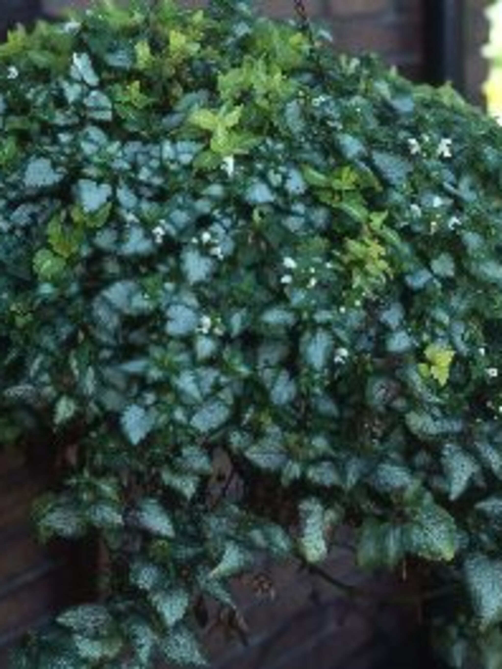 tuinplant - pagina 31 - vtwonen