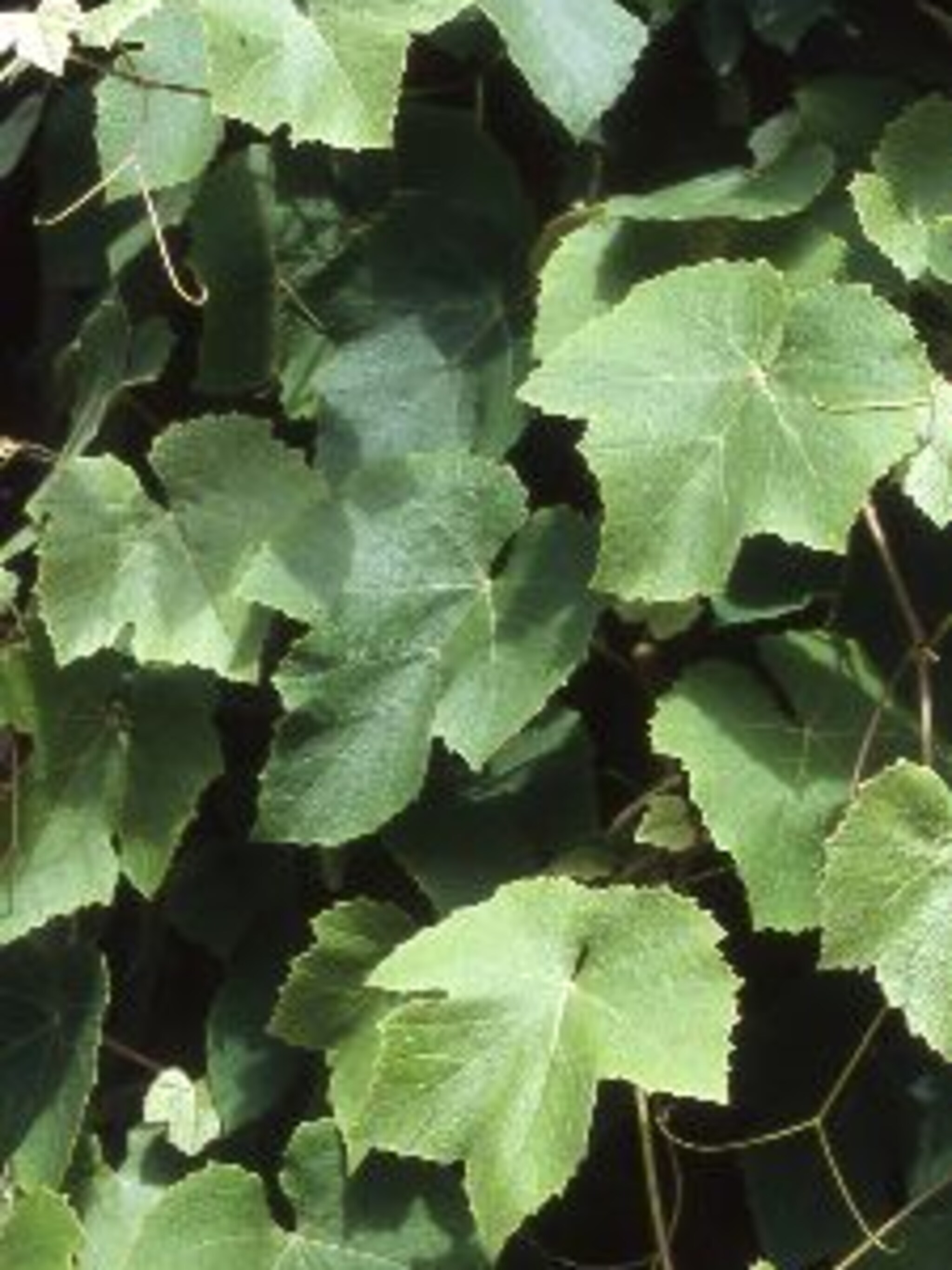 tuinplant - pagina 31 - vtwonen