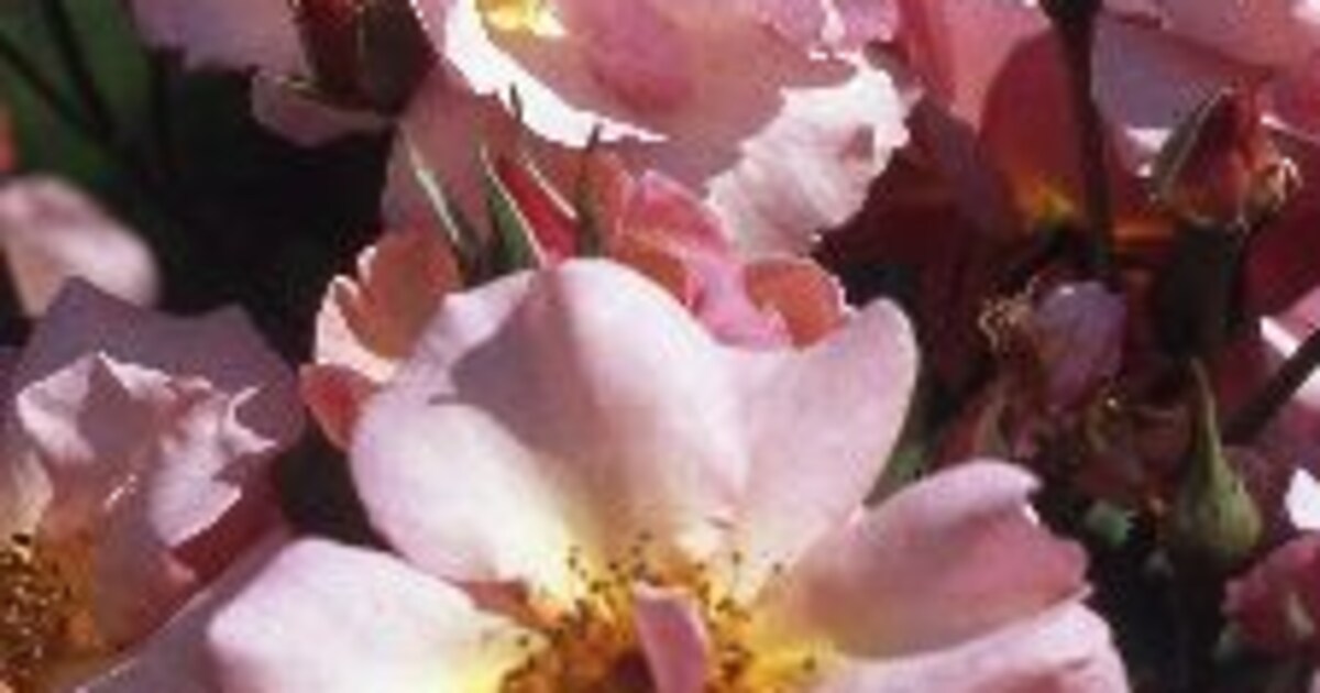 Rosa 'Fair Play' - Roos - Plantenindex | vtwonen
