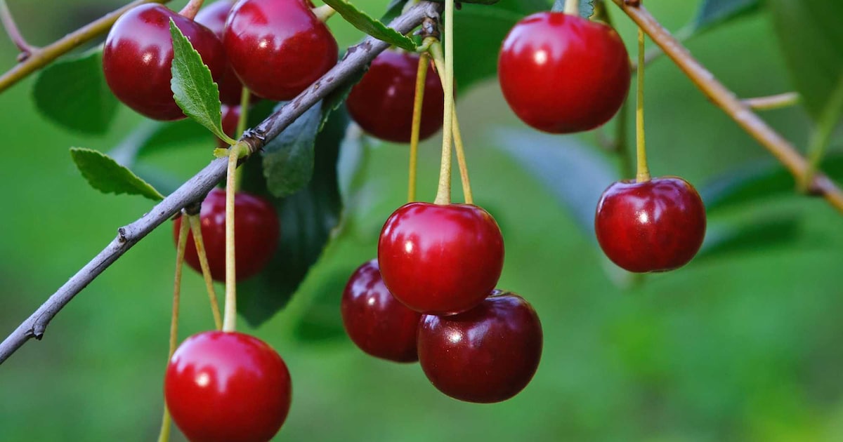 Zure kers - Prunus cerasus 'Meikers' | vtwonen