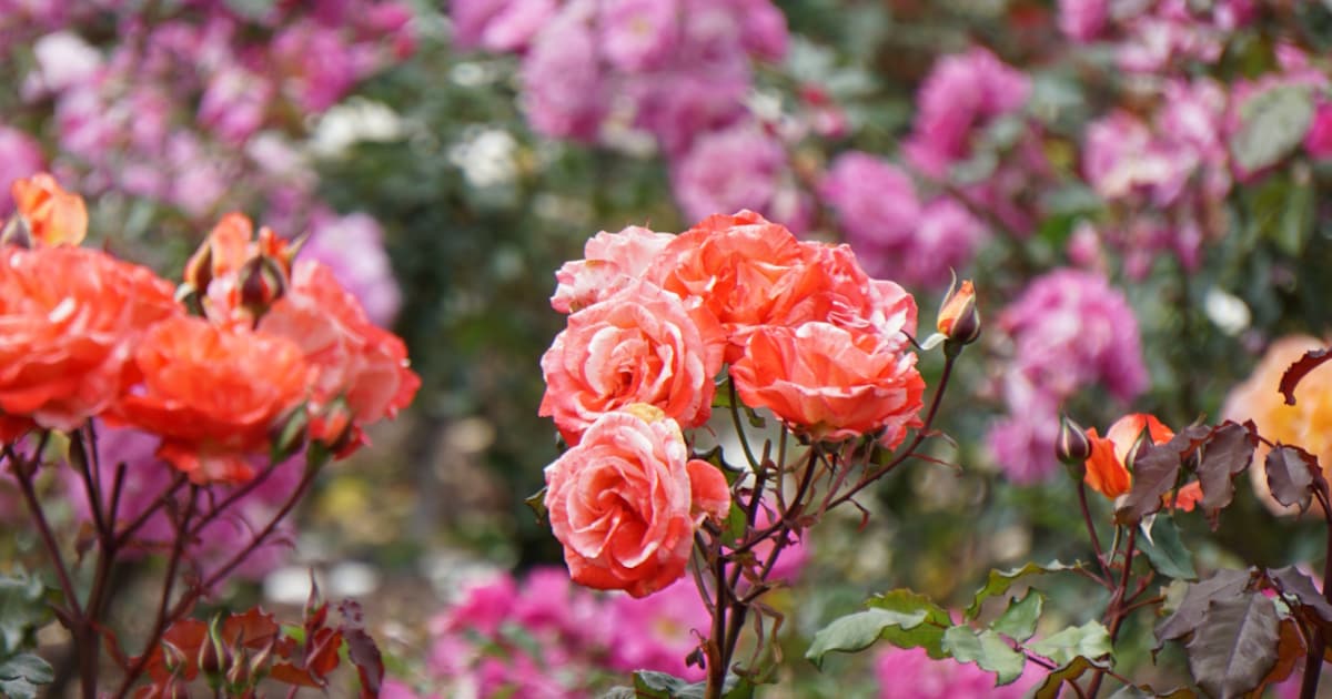 Welke soorten rozen zijn er?