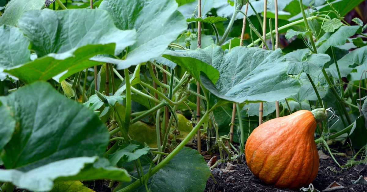 Pompoen kweken in eigen tuin: zo makkelijk is het | vtwonen