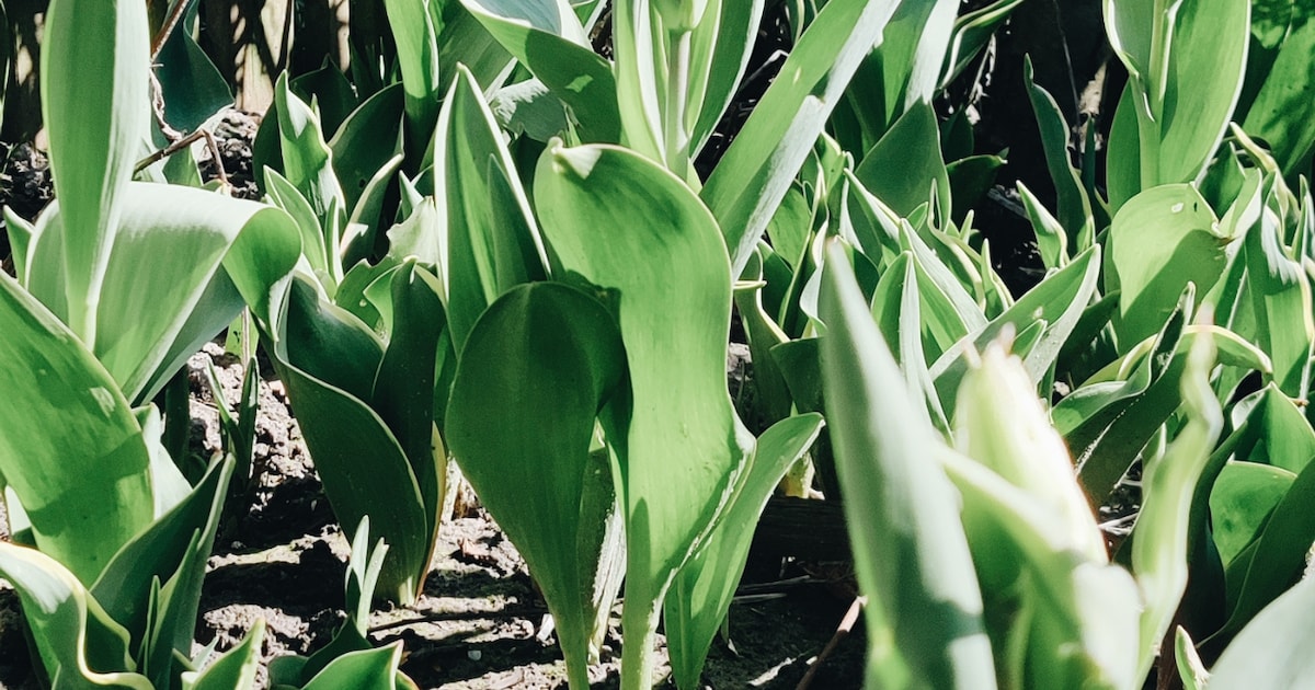 Vivian & Mark luiden nieuw tuinseizoen in met Pasen | vtwonen