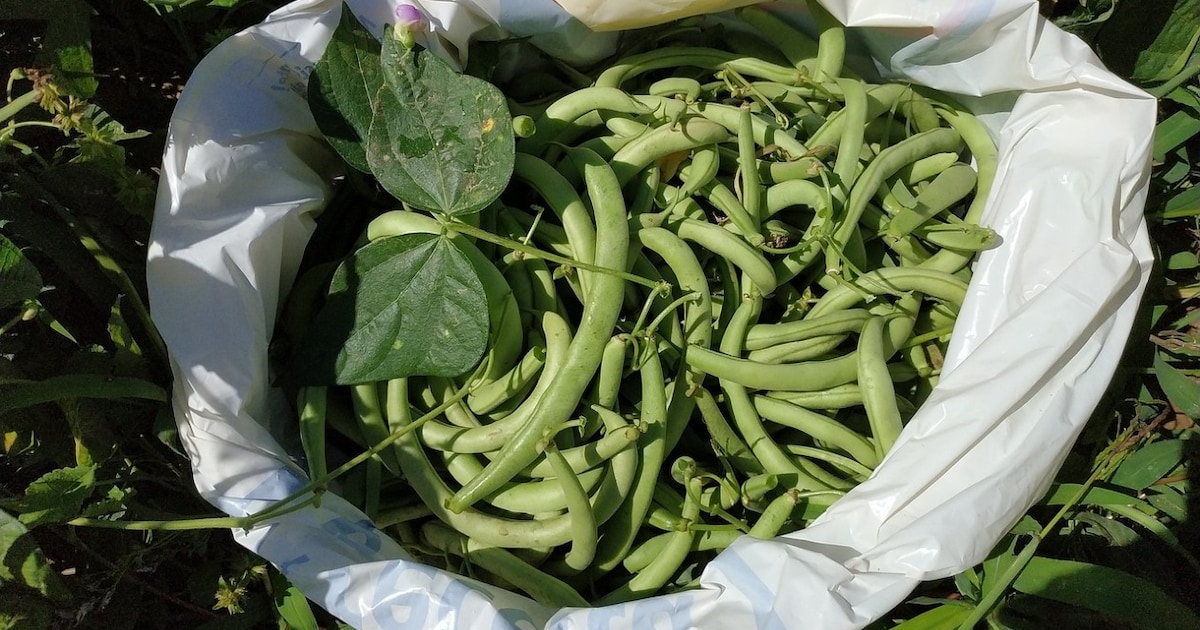 Hoe kun je het beste sperziebonen kweken? | vtwonen