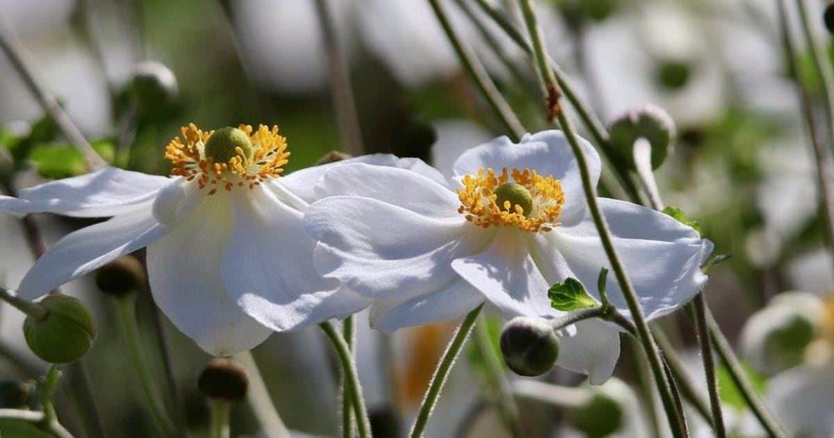 Instant rust: beplantingsplan voor een witte border | vtwonen