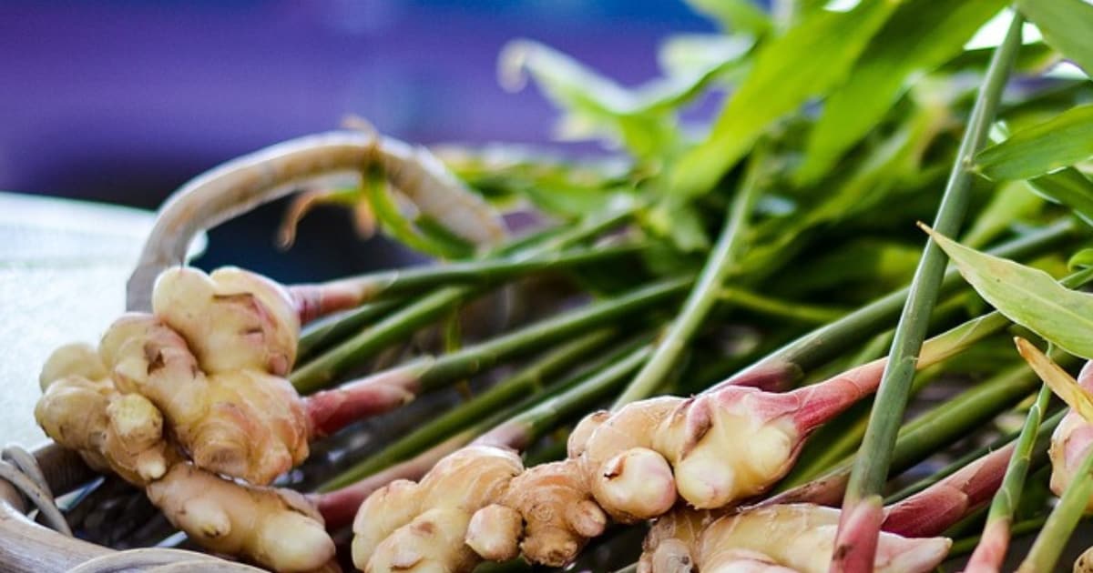Sublieme smaakmaker: in 5 stappen een gemberplant kweken