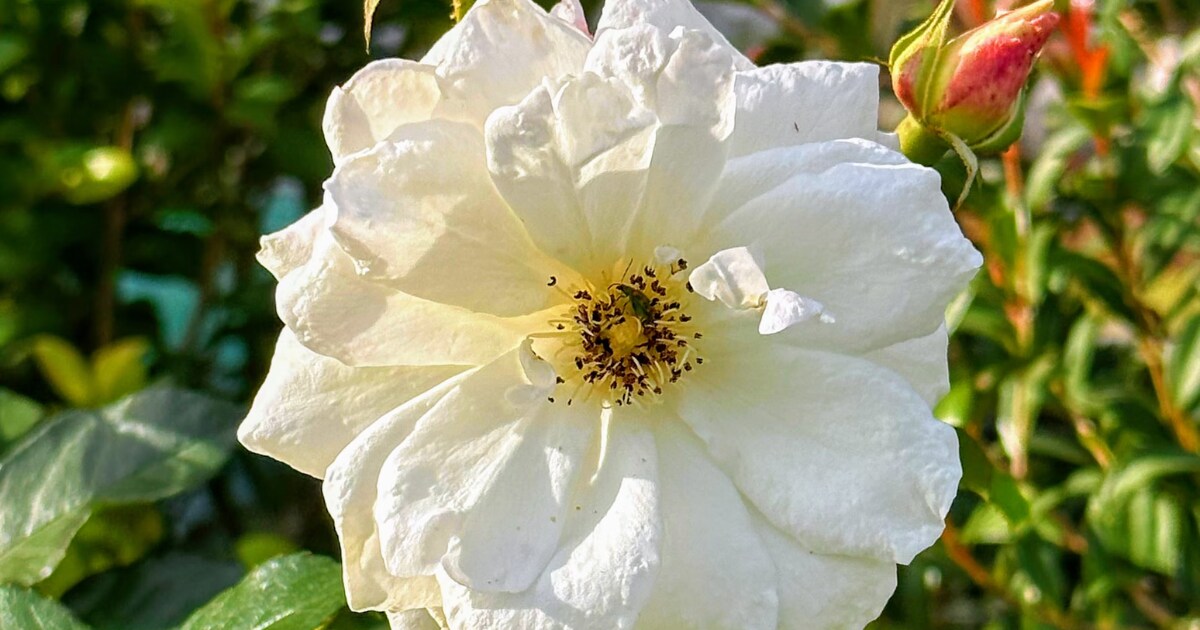 Rosa 'Windrush' - Roos - Plantenindex | vtwonen