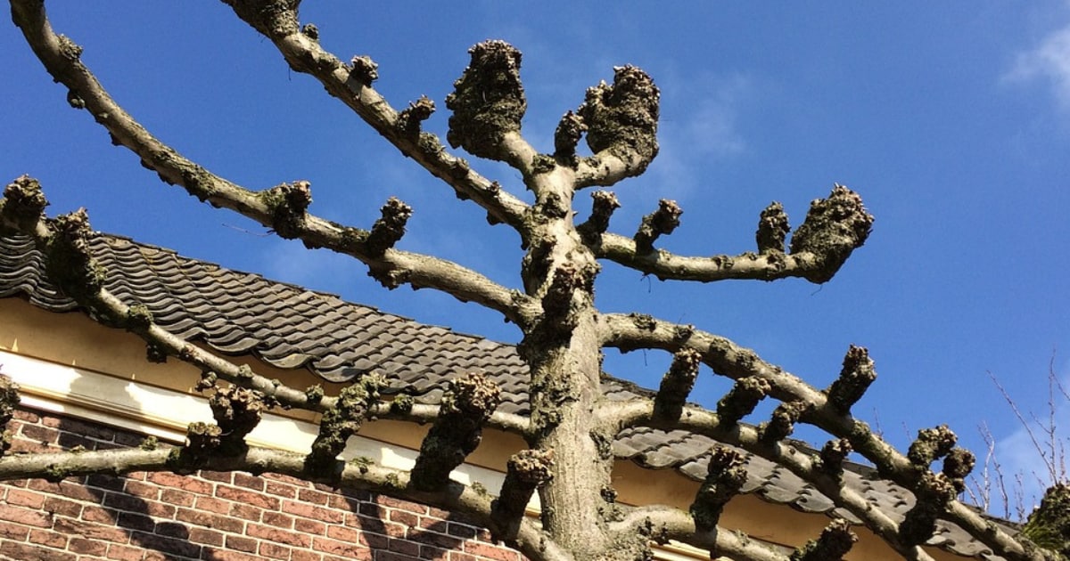 De leilinde snoeien: hoe en wanneer ga je aan de slag?