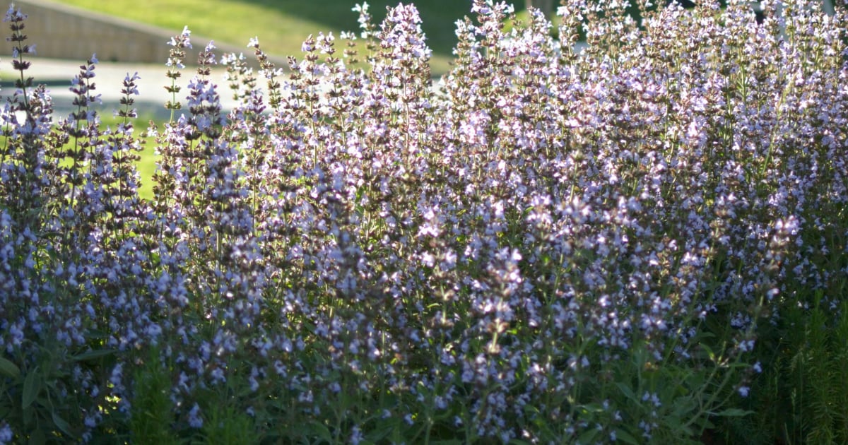 Echte salie - Salvia officinalis: over planten, bloeien en snoeien ...